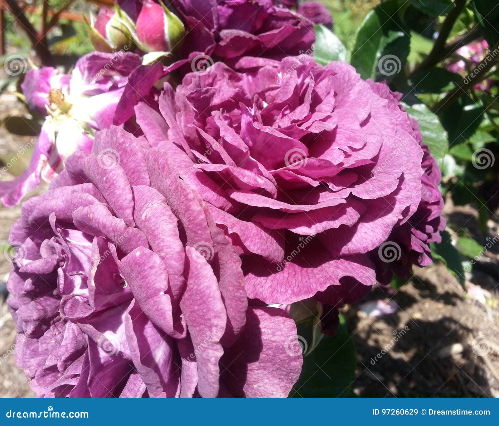 Ebb Tide Roses stock image. Image of bright, coastal - 97260629