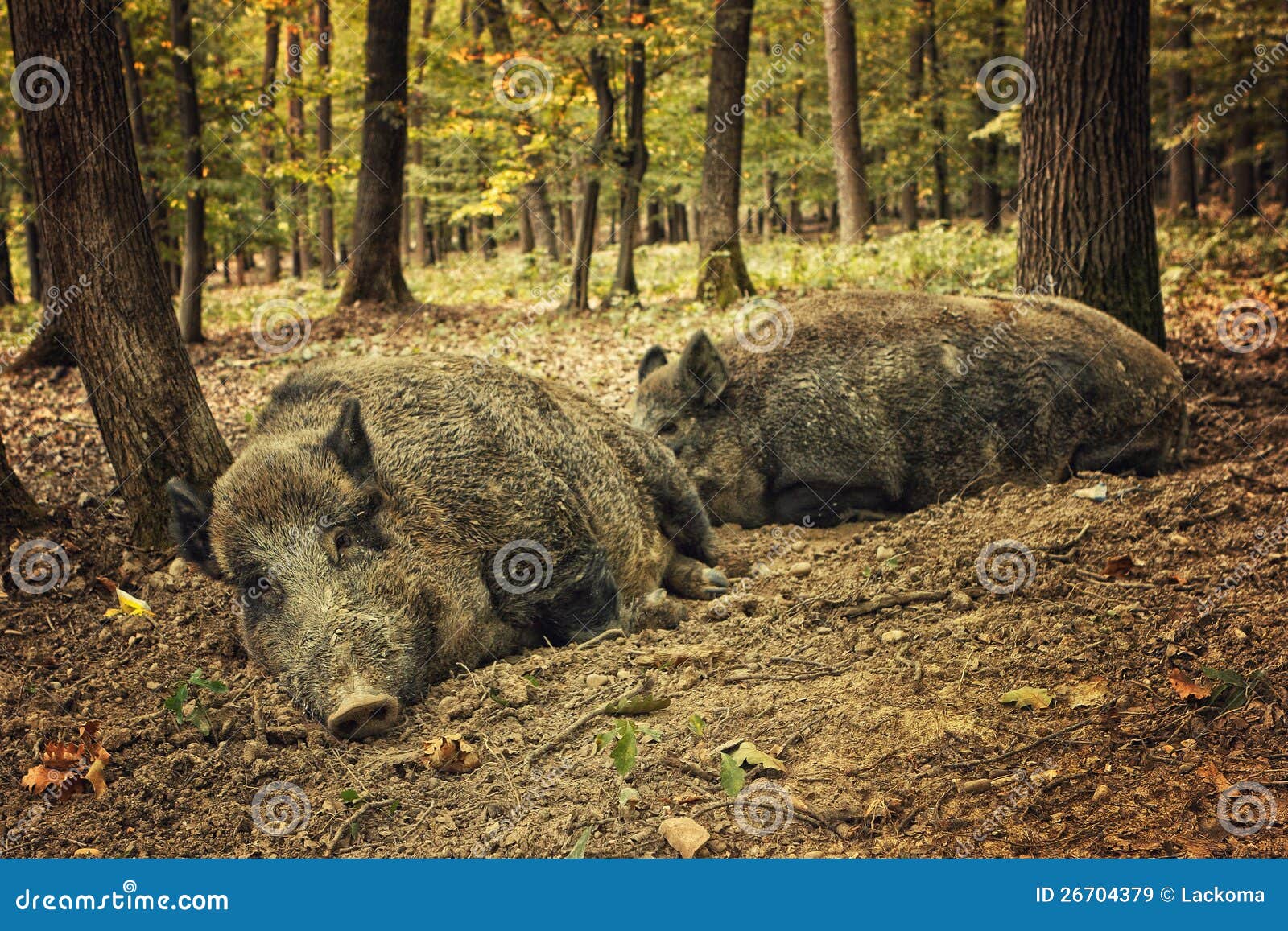 Eber stockbild. Bild von eisig, nave, bunt, nahaufnahme - 26704379