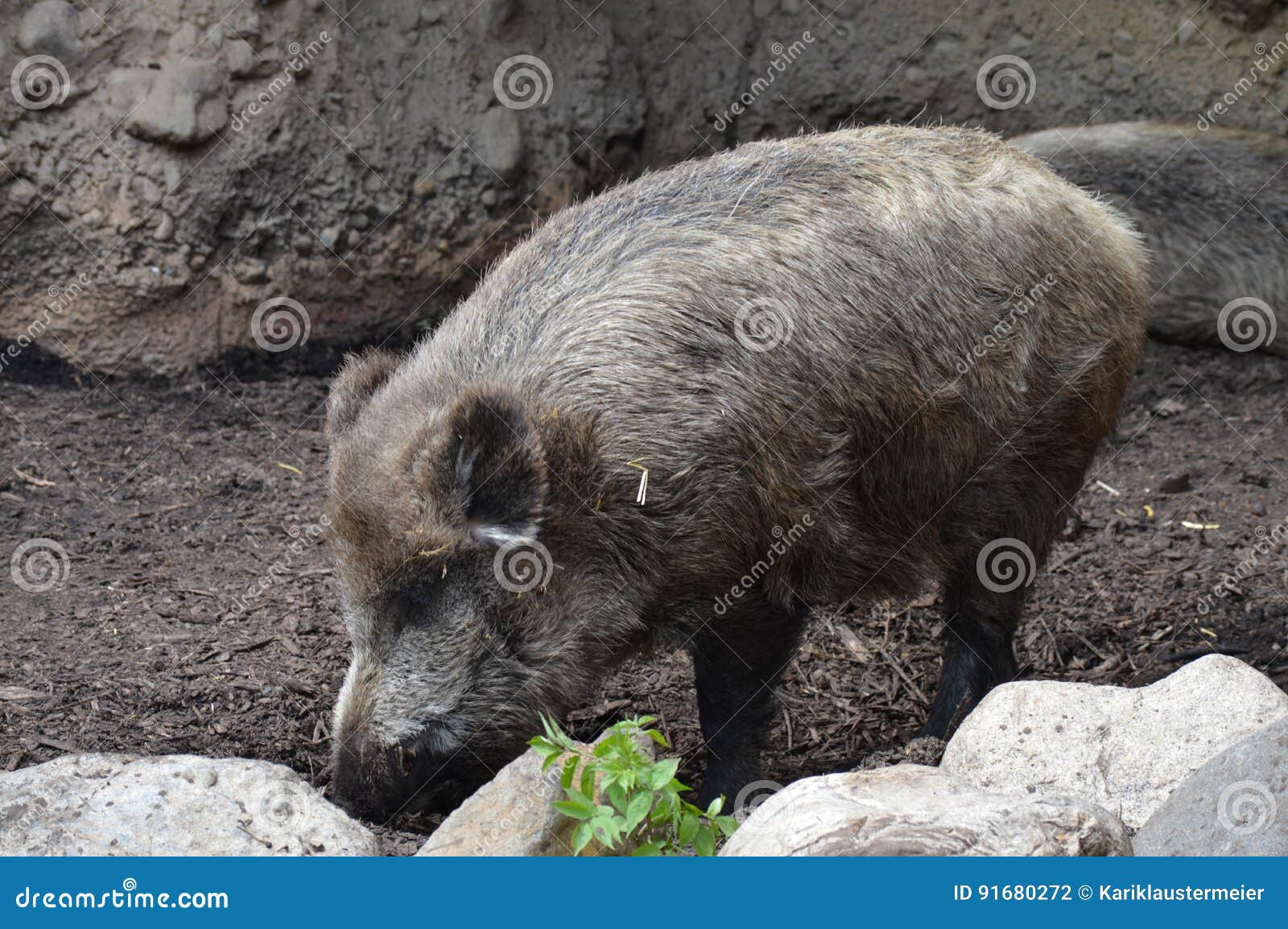 Eber stockfoto. Bild von lebensraum, sonderkommando, neugierig - 91680272