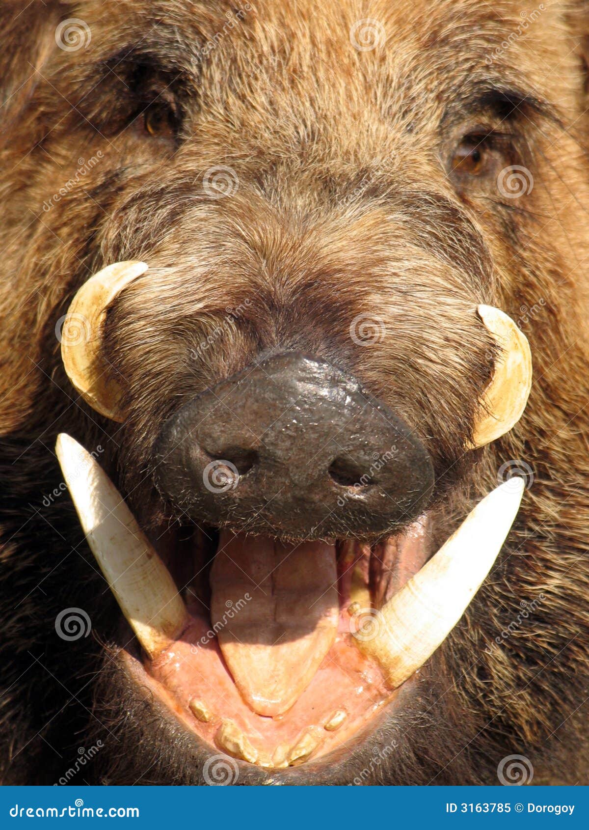 Eber-Nahaufnahme stockbild. Bild von borste, eber, pygmäe - 3163785