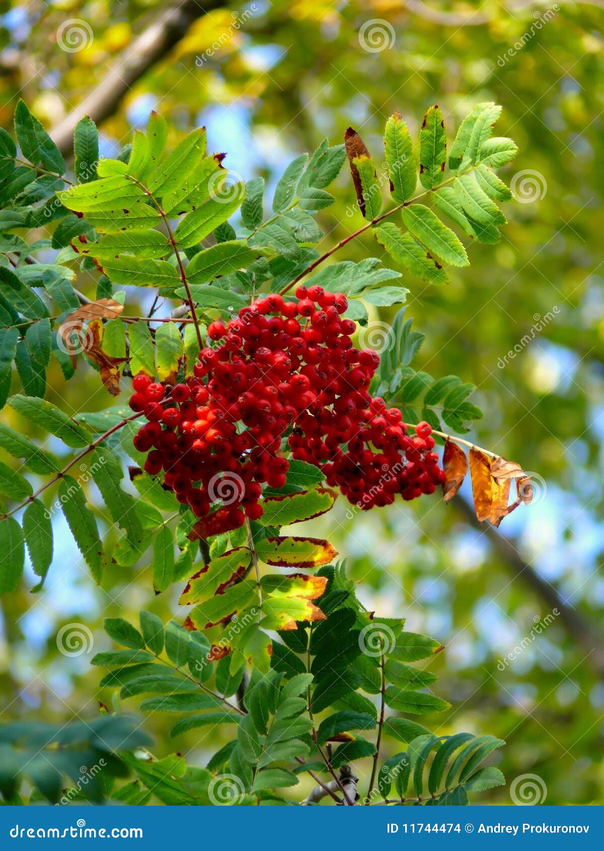 Eberesche. Beeren. Herbst. stockfoto. Bild von früchte - 11744474