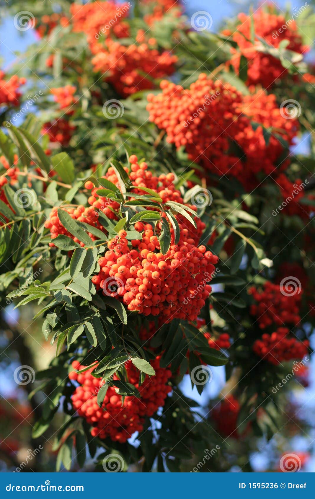 Eberesche, Vogelbeeren stockfoto. Bild von botanisch, grün - 1595236