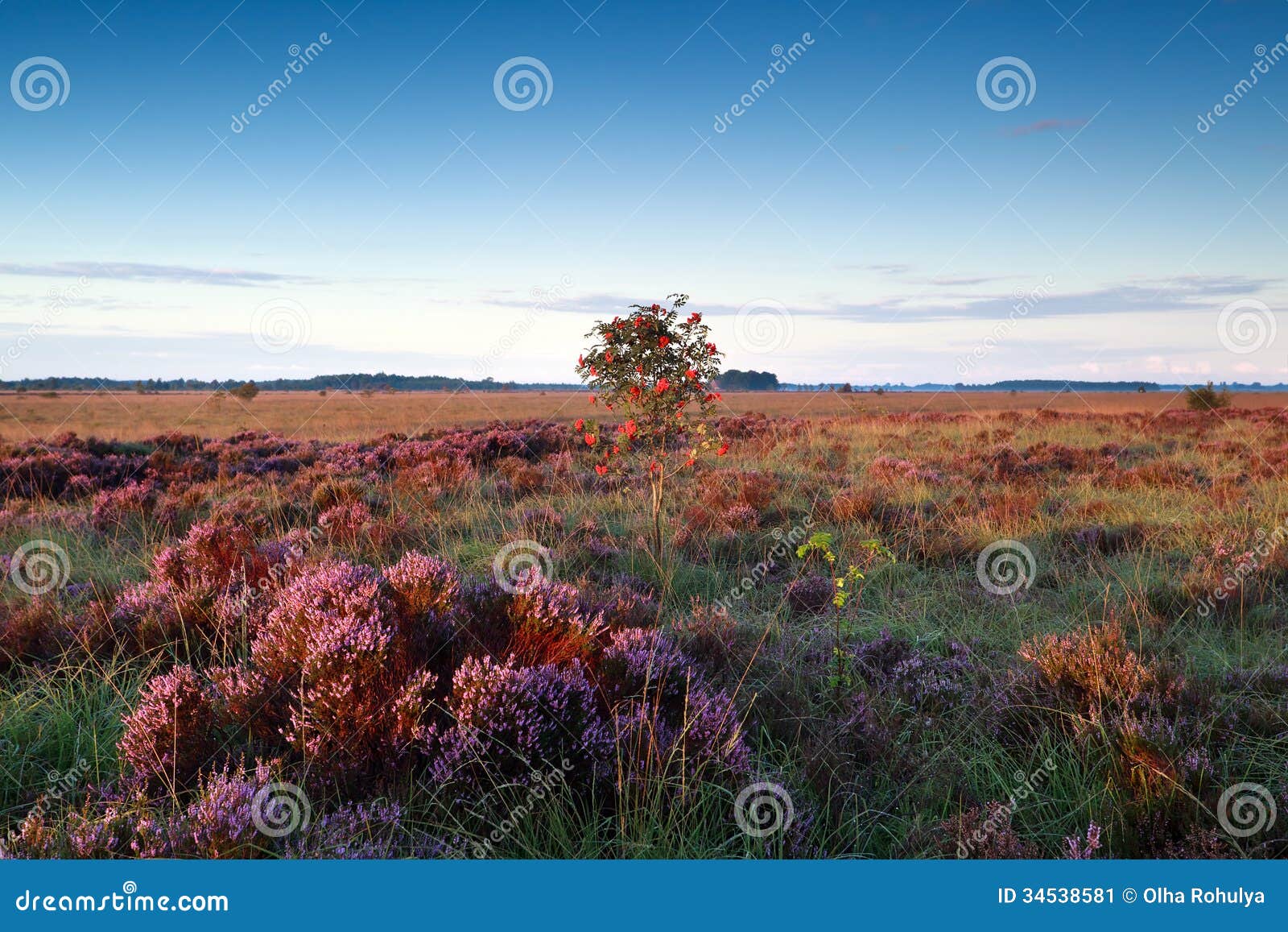 Ebereschenbeerenbaum Auf Sumpf Mit Heide Blüht Stockbild - Bild von ...
