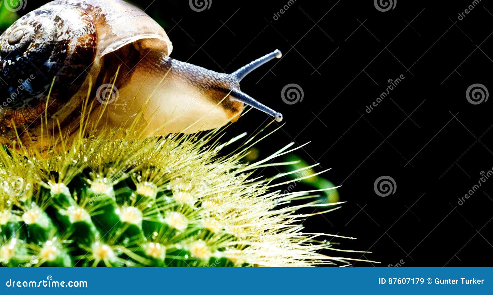 Gastropoda Snale Stock Photos - Free & Royalty-Free Stock Photos from ...