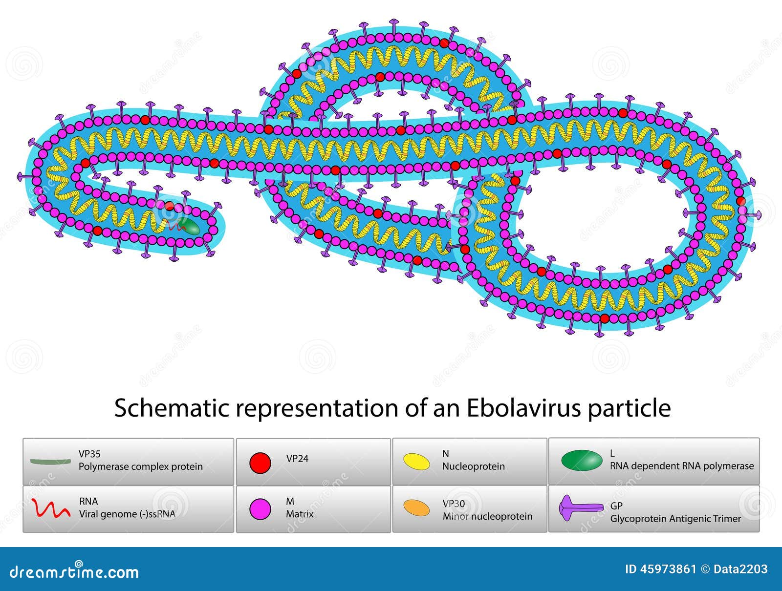 Ebola virus stock vector. Illustration of epidemic, representation ... Ebola virus stock vector. Illustration of epidemic, representation ...