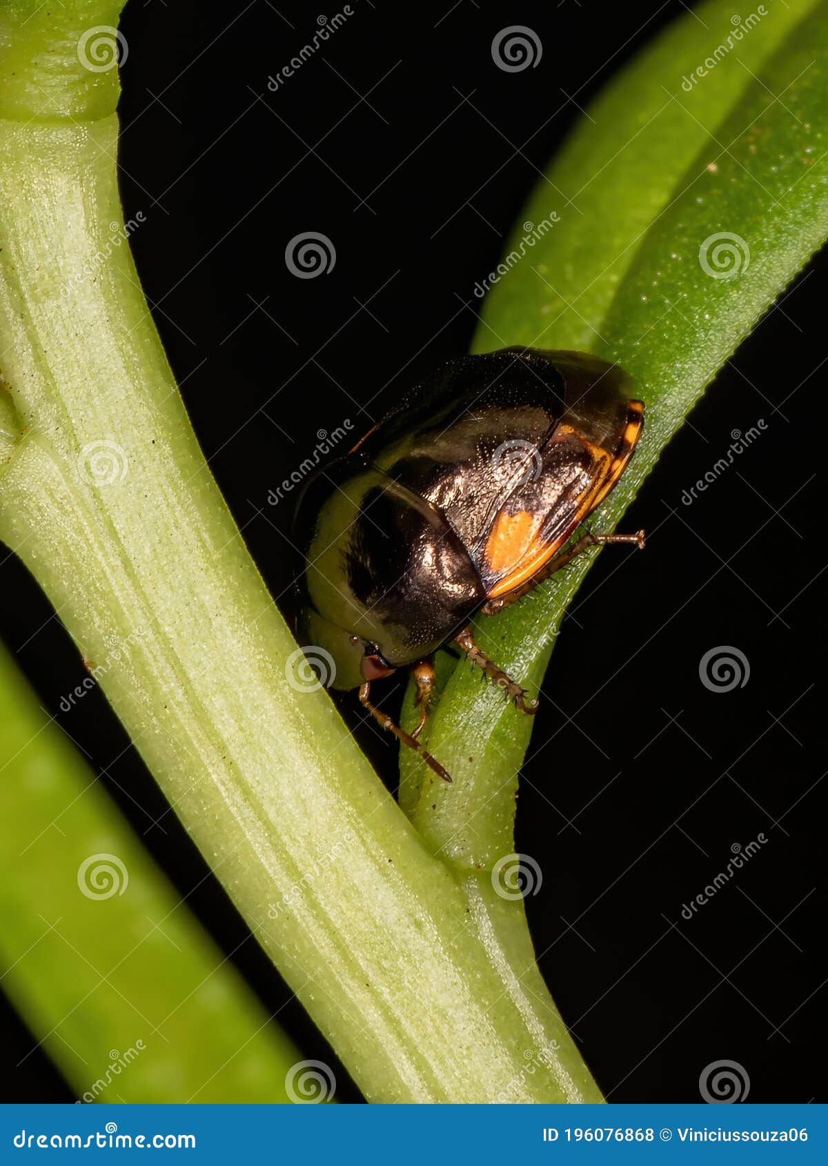 Ebony Bug stock photo. Image of hemiptera, beetle, beautiful - 196076868