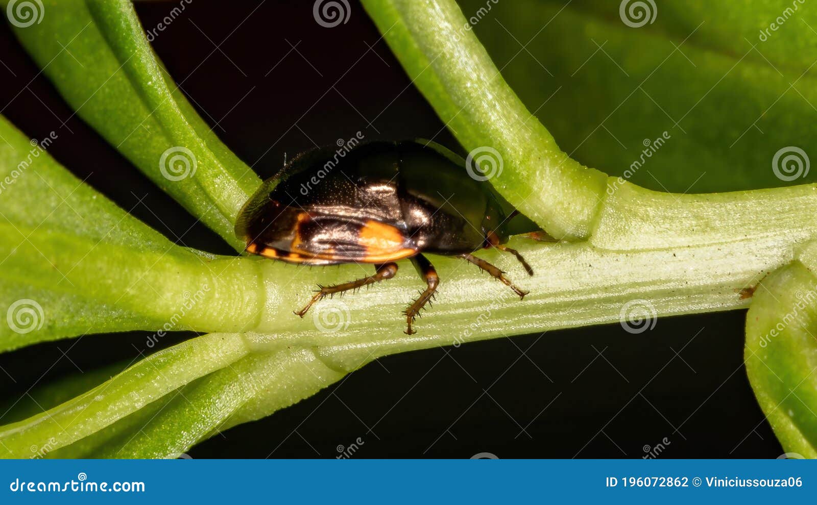 Ebony Bug stock photo. Image of plant, ebony, hemiptera - 196072862