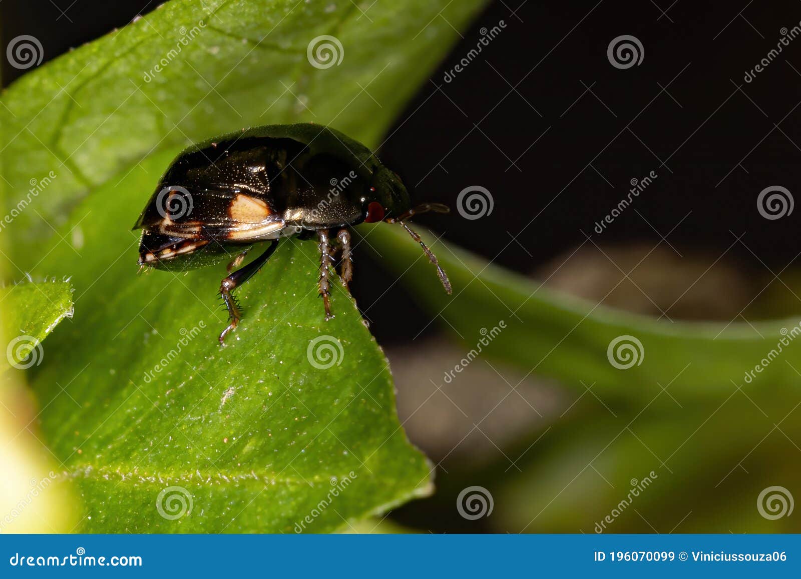 Ebony Bug stock image. Image of fauna, antenna, green - 196070099
