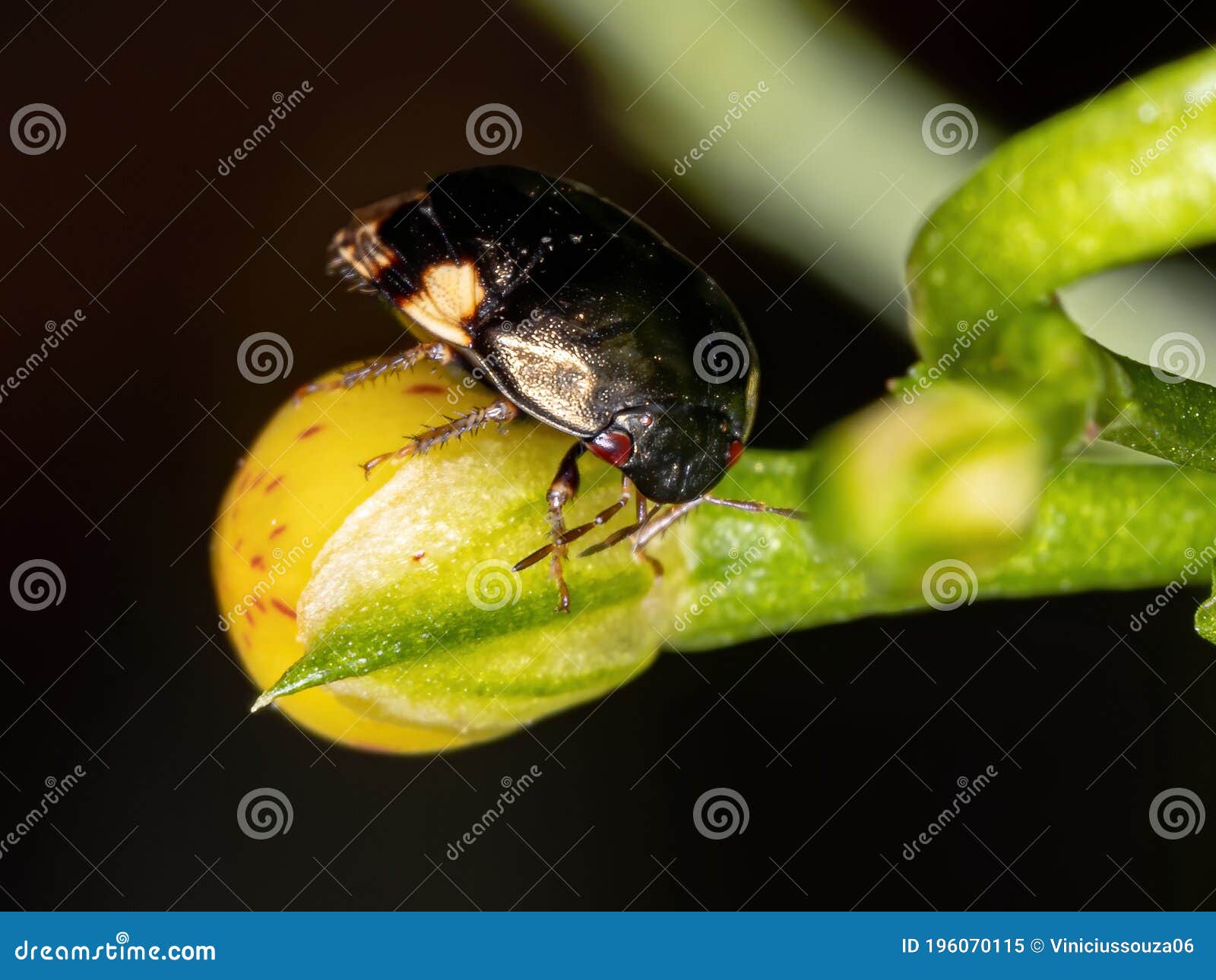 Ebony Bug stock image. Image of beetle, pentatomidae - 196070115