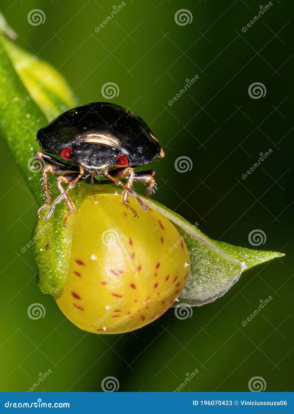 Ebony Bug stock image. Image of detail, leaf, pentatomidae - 196070423
