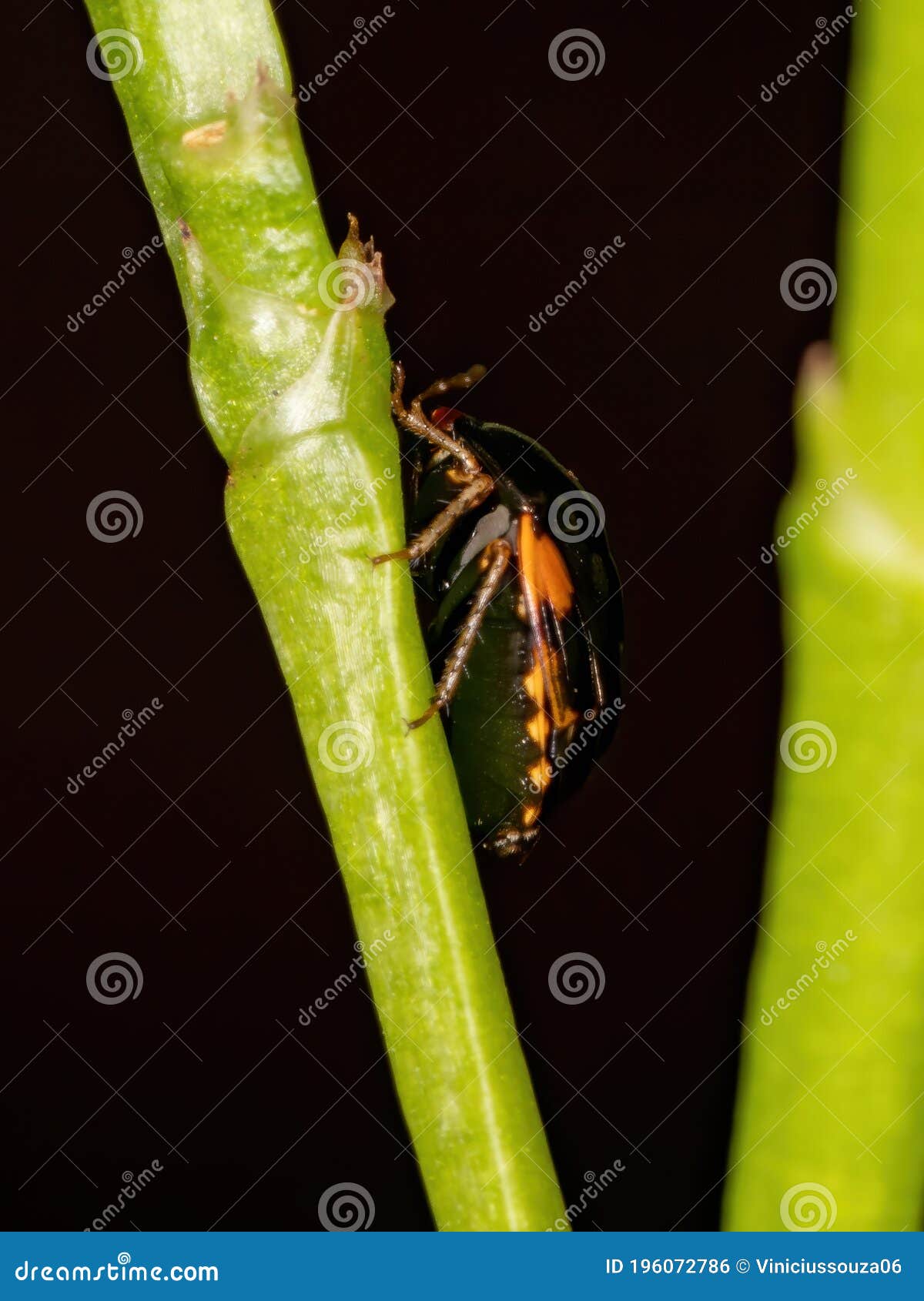 Ebony Bug stock photo. Image of insect, pentatomidae - 196072786