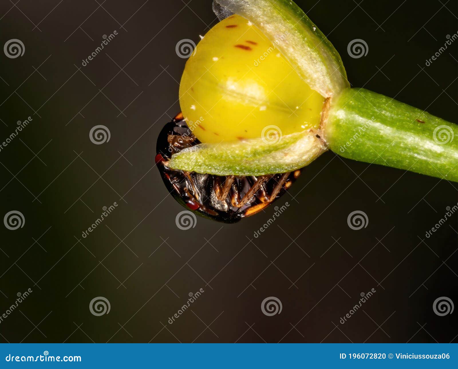 Ebony Bug stock photo. Image of animal, arthropod, green - 196072820
