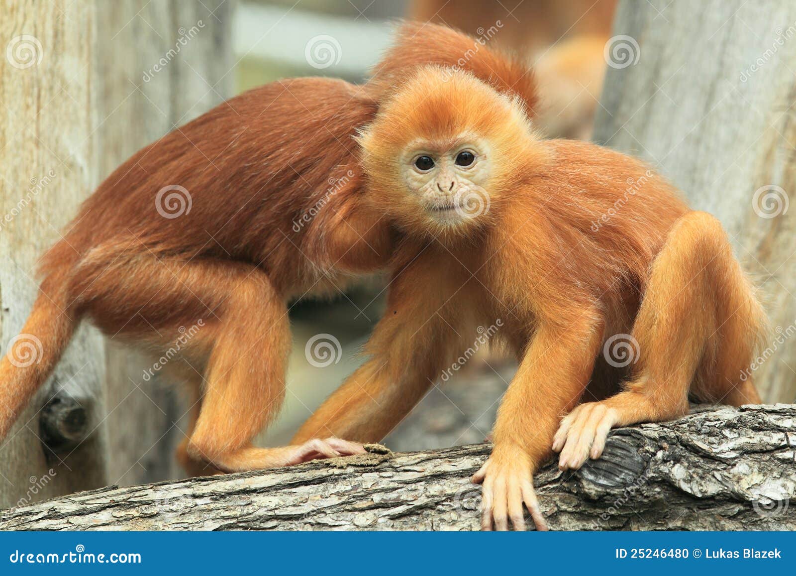 Ebony lutung stock photo. Image of auratus, javan, juvenile - 25246480