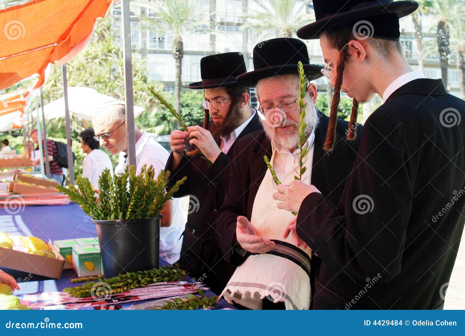 Ebrei Ortodossi Che Preparano Per Sukkoth Immagine Stock Editoriale ...