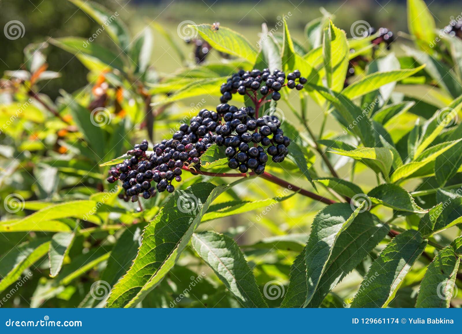 Ebulus del Sambucus fotografia stock. Immagine di europeo - 129661174