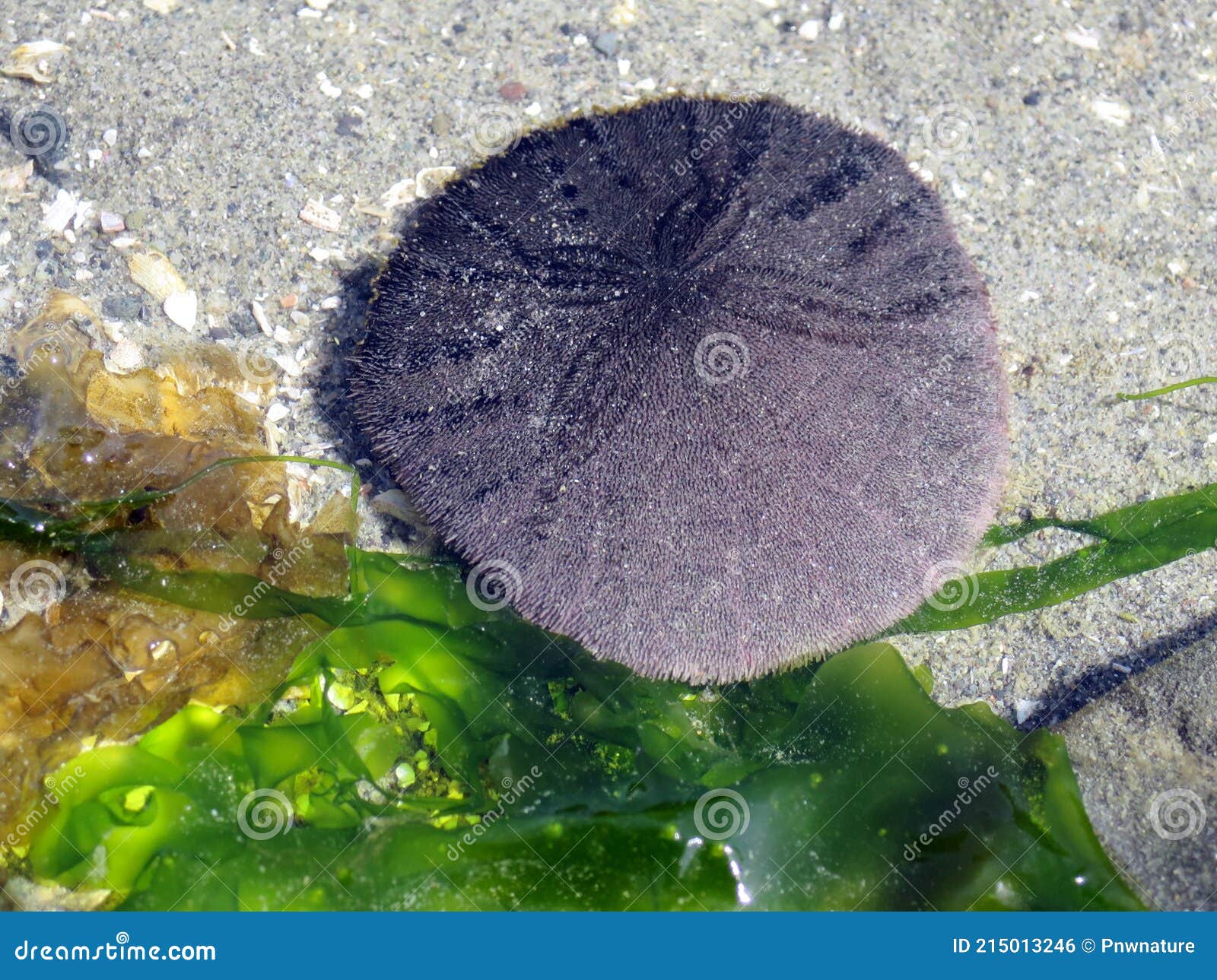 Eccentric Sand Dollar - Dendraster Excentricus Stock Photo - Image of ...