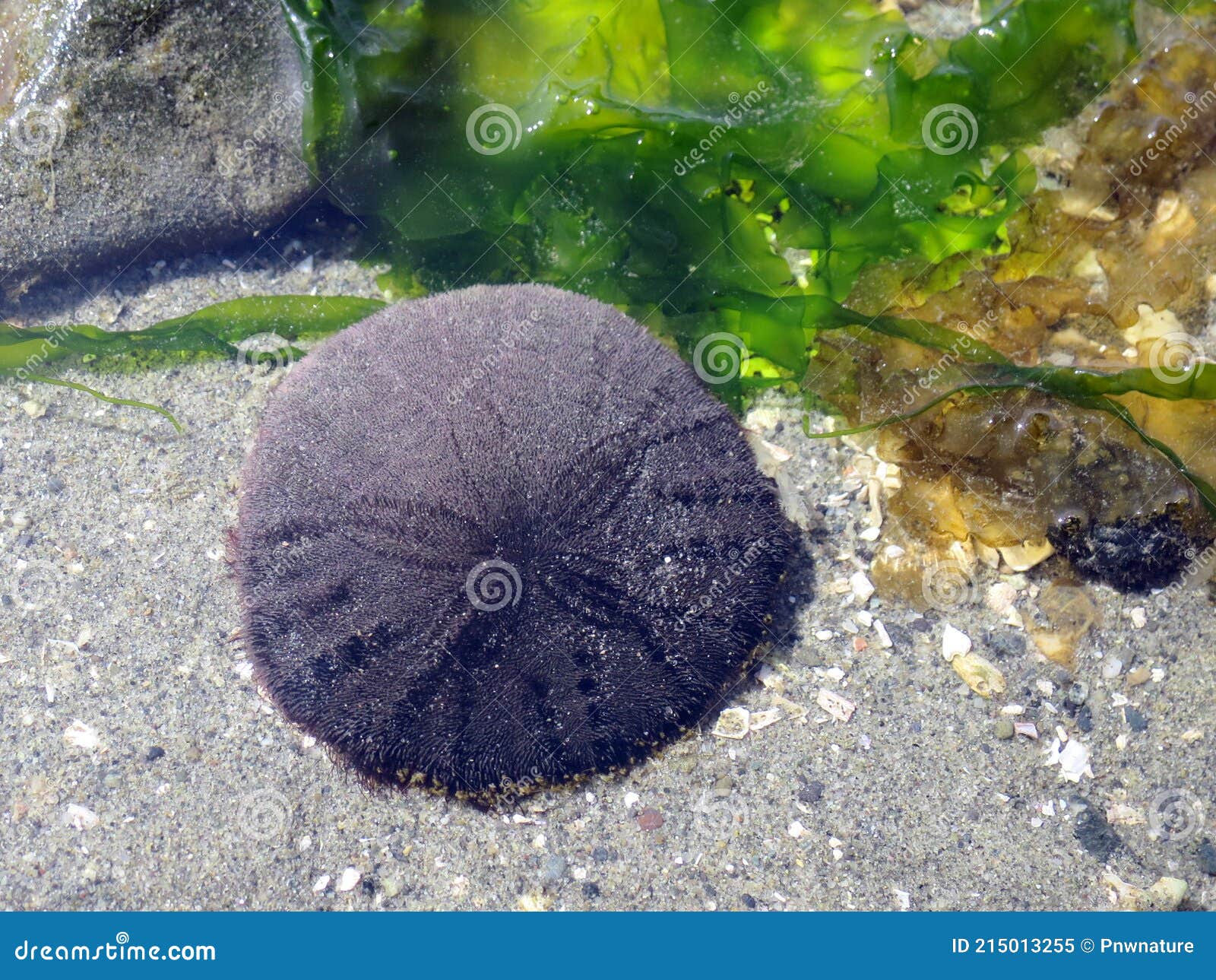 Eccentric Sand Dollar - Dendraster Excentricus Stock Image - Image of ...