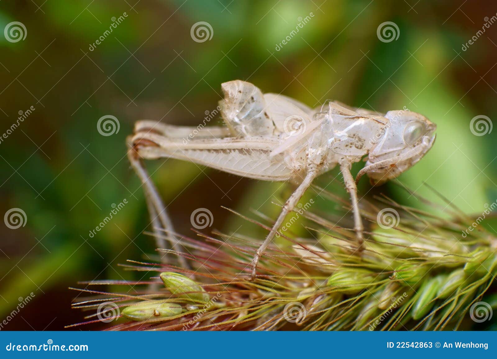 Ecdysis of locusts stock image. Image of love, colored - 22542863