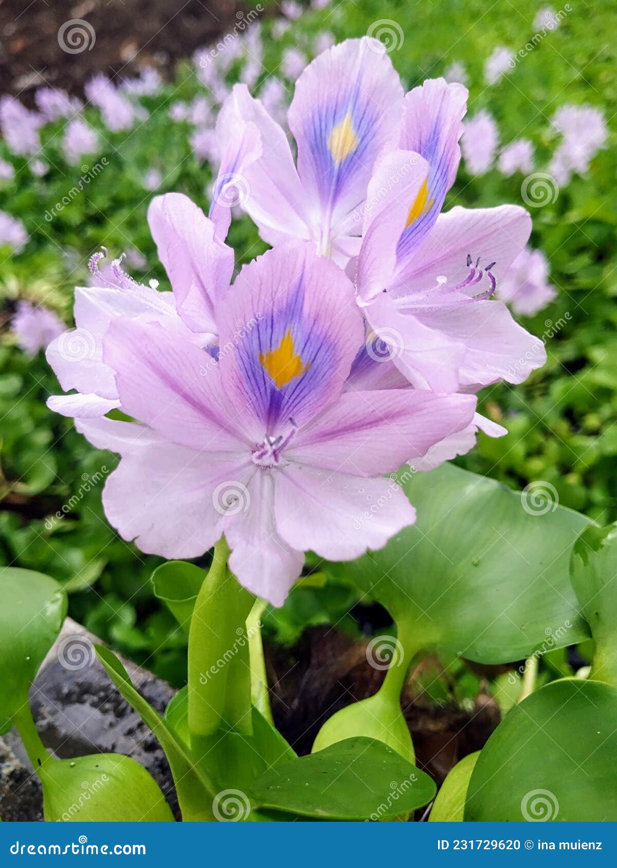 Eceng Gondok / Eichhornia Crassipes Stock Photo - Image of eichhornia ...