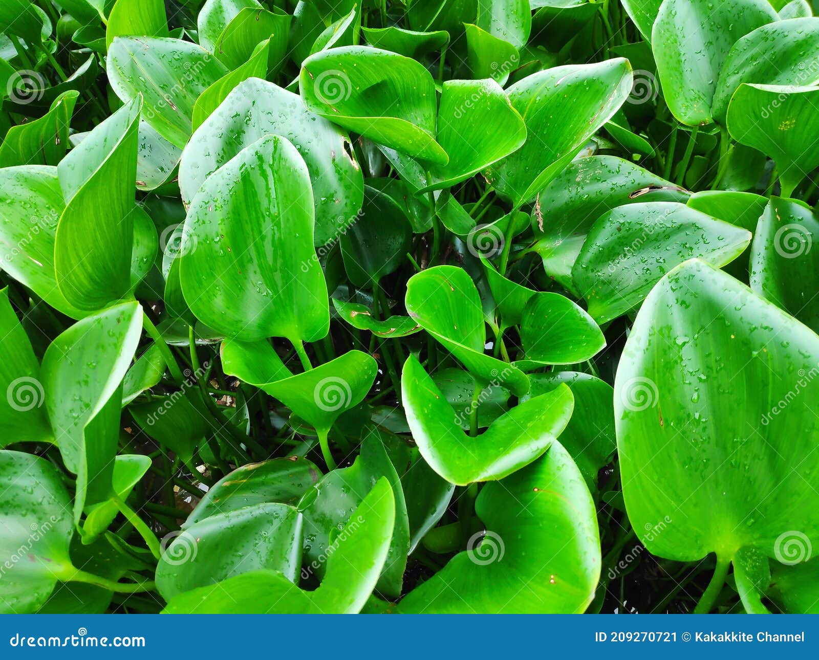 Eceng Gondok stock image. Image of water, green, hyacinth - 209270721