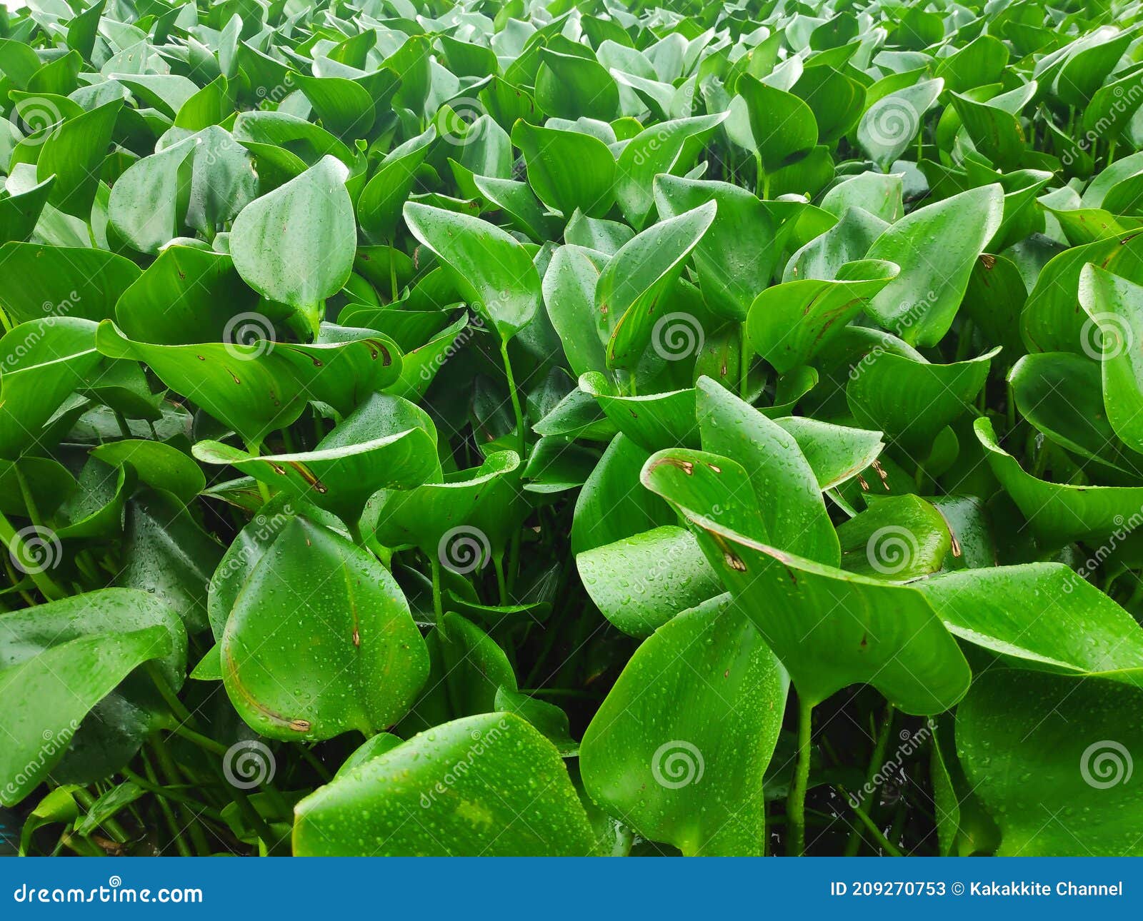 Eceng Gondok stock image. Image of green, plant, hyacinth - 209270753