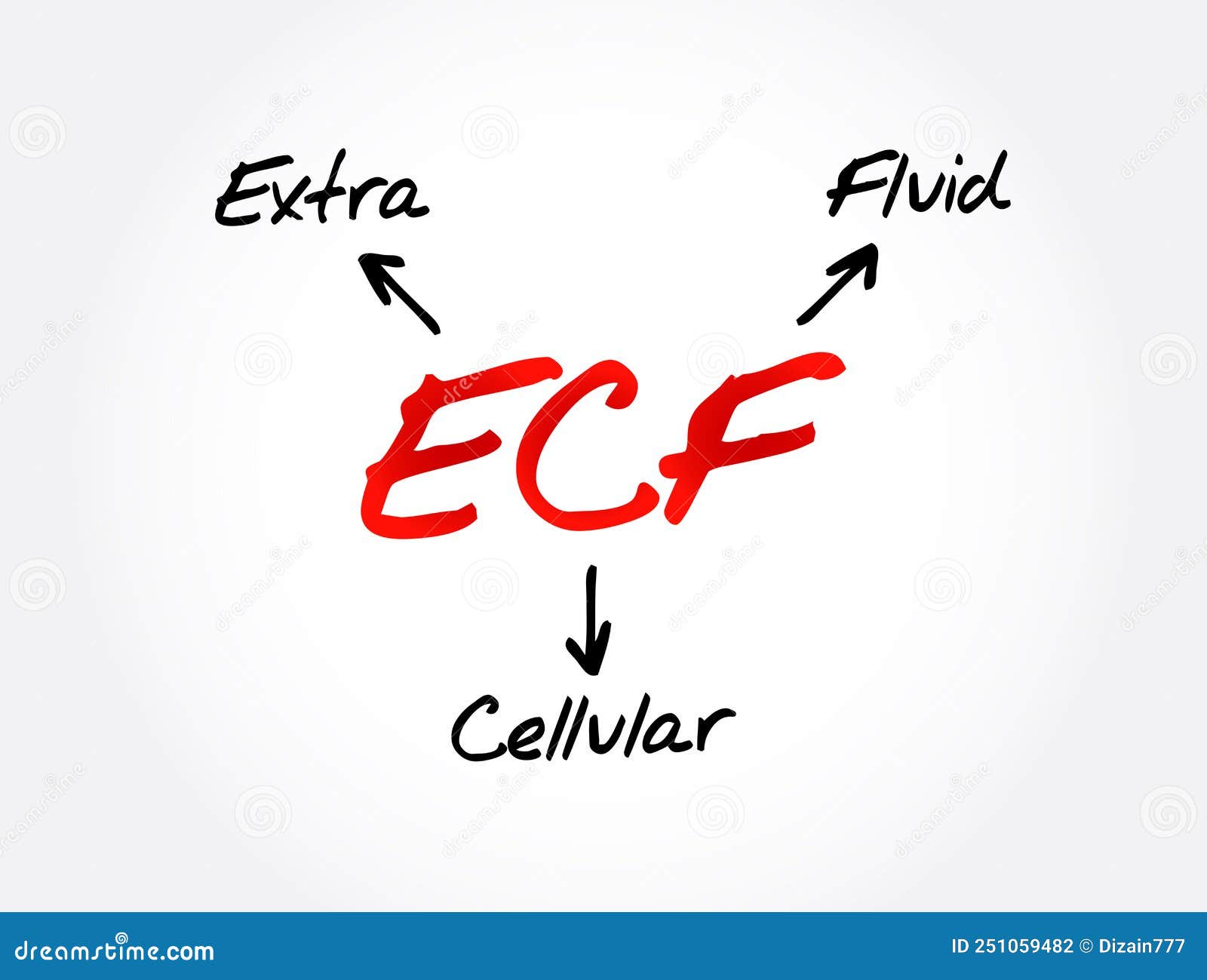 ECF - Extracellular Fluid Acronym, Medical Concept Background Stock ...