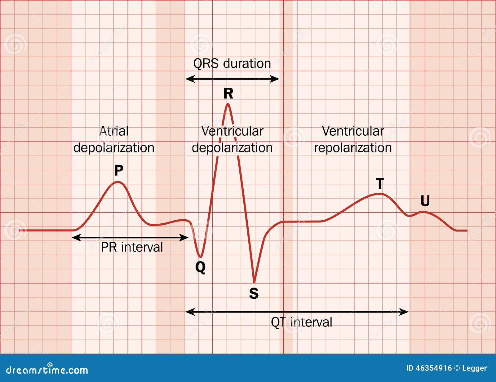 Ecg del cuore illustrazione vettoriale. Illustrazione di ...