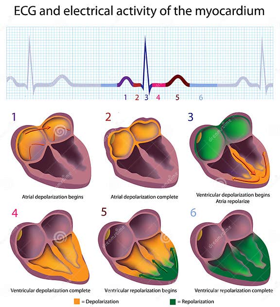 ECG explained stock vector. Illustration of cardio, electrical - 19314585