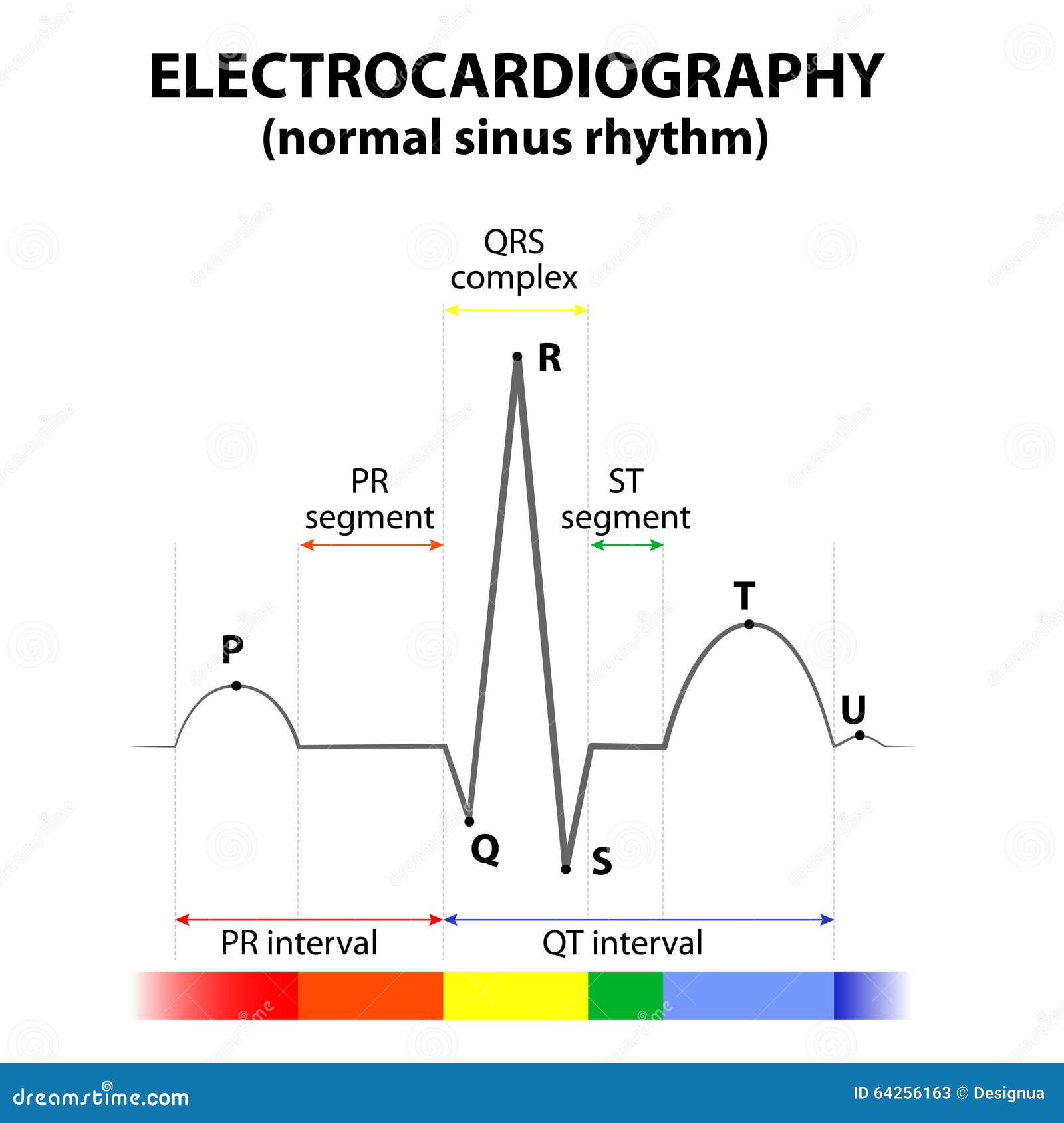 ECG Van Een Hart in Normaal Sinusritme Vector Illustratie ...
