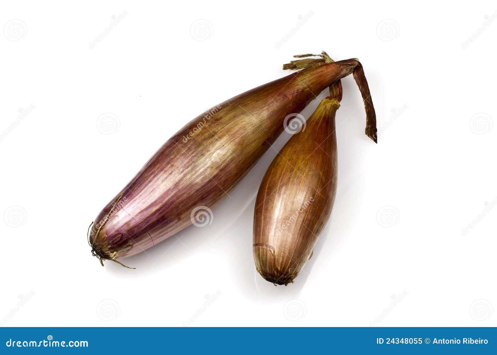 Echalion Onions stock image. Image of ingredient, brown - 24348055