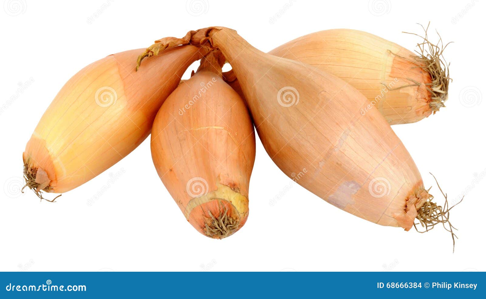 Echalion Shallots stock photo. Image of banana, grouped - 68666384