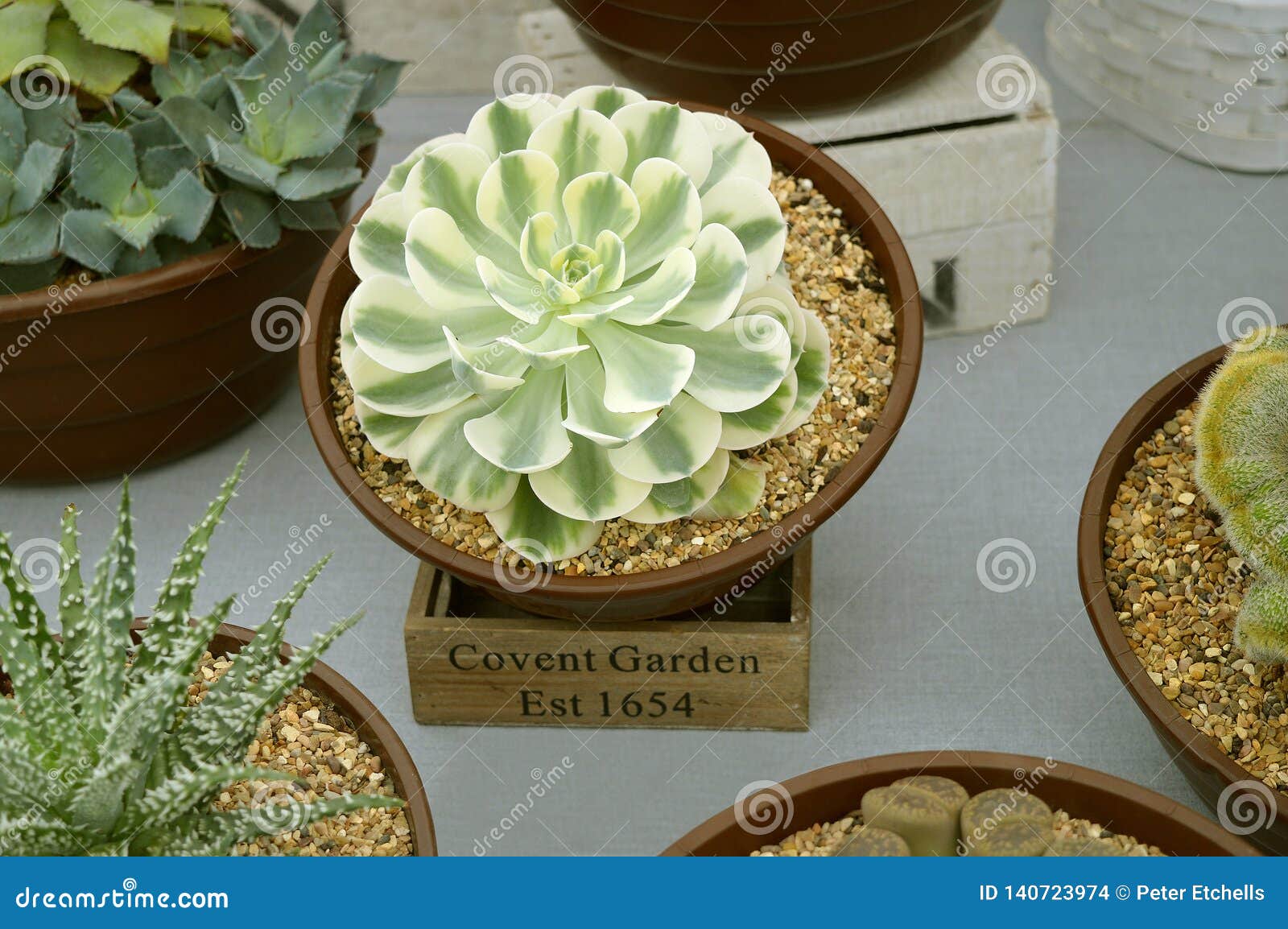 Echeveria Compton Carousel stock photo. Image of horticulture - 140723974