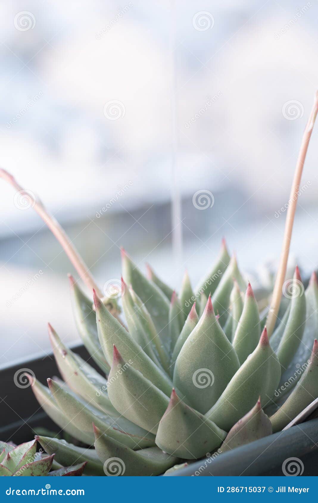 Echeveria Cuspidata X Ebony Winter Version Flowering Stock Image ...