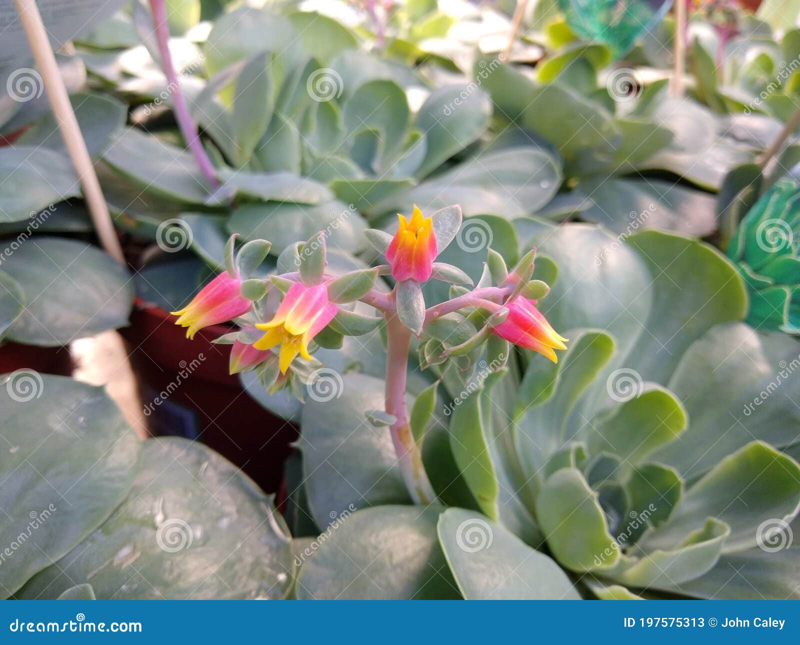 Echeveria Secunda Species Texture And Close Up View. Stock Image ...