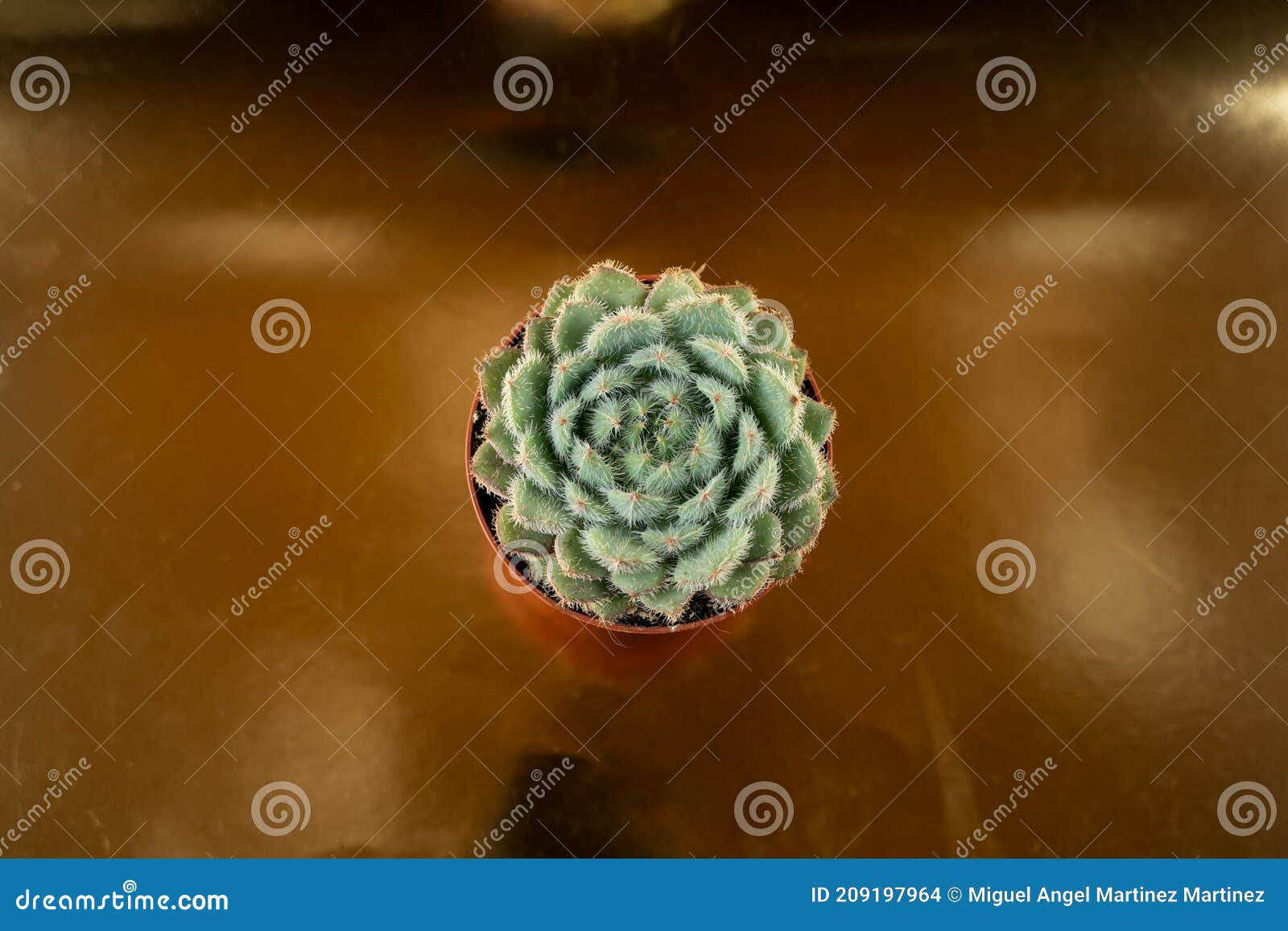 Echeveria Setosa in Pot with Golden Background Overhead View Stock ...