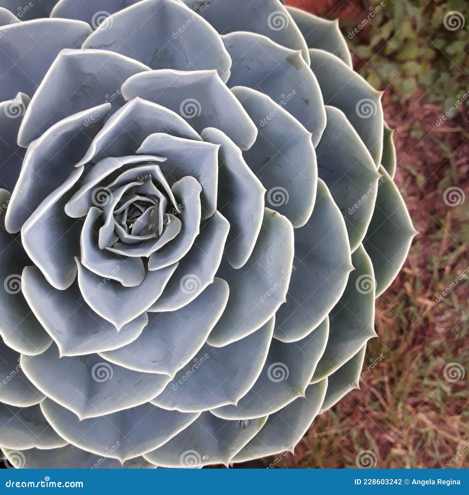 Echeveria, Succulent in Mandala Shape Stock Photo - Image of produce ...