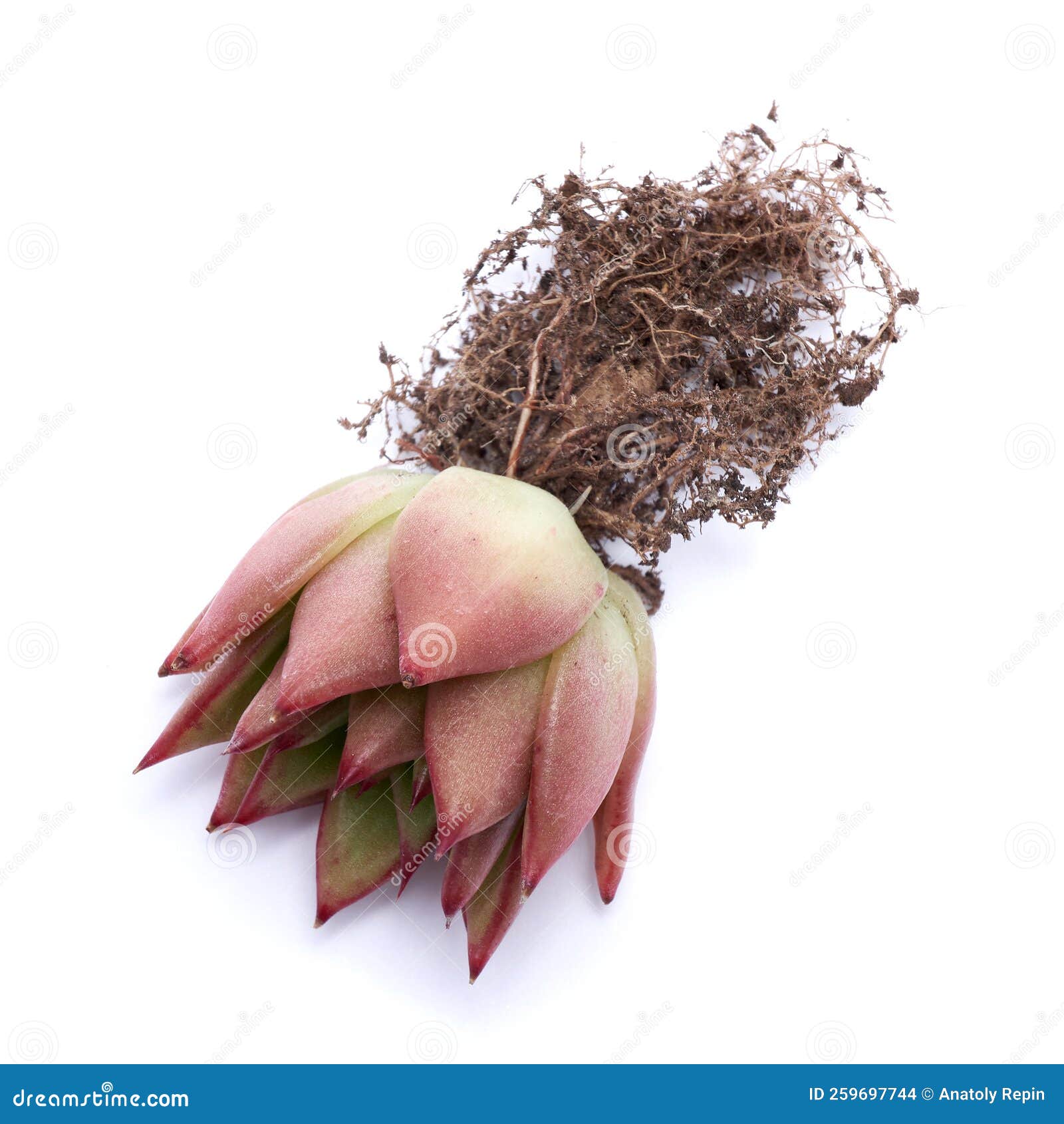 Echeveria Succulent Plant with Roots Isolated on White Background Stock ...