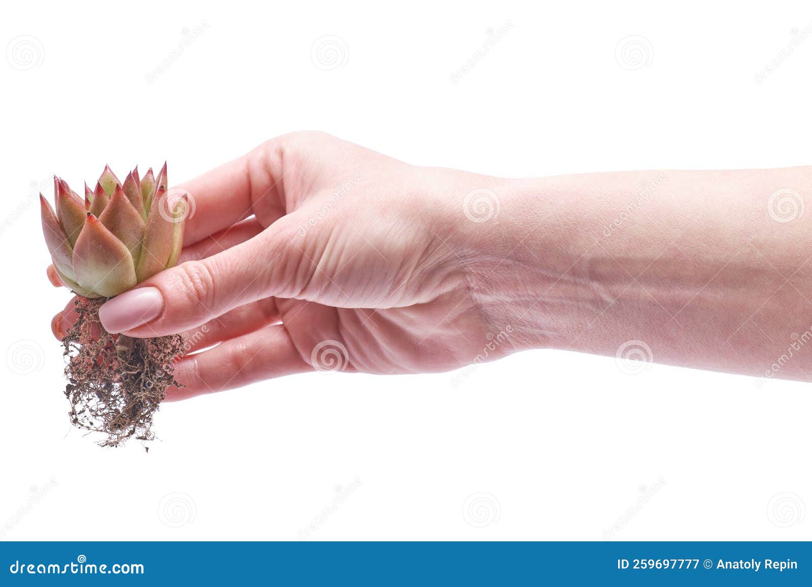 Echeveria Succulent Plant with Roots Isolated on White Background Stock ...