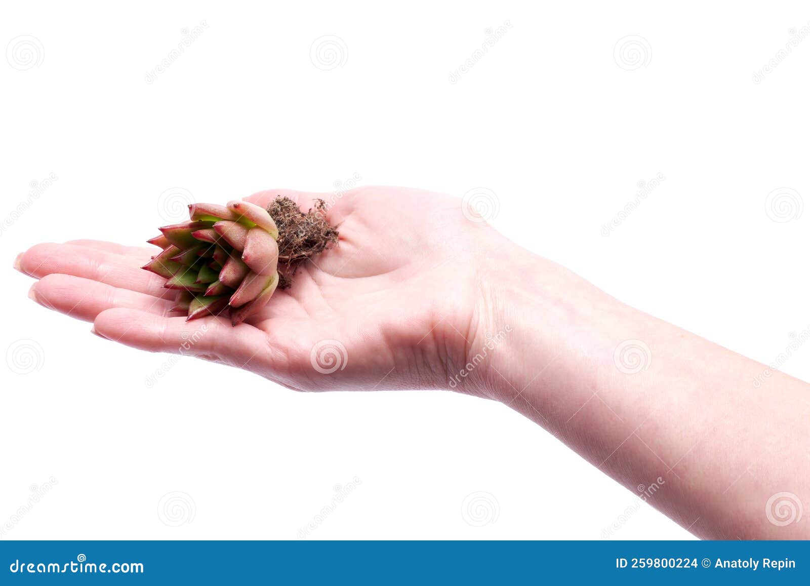 Echeveria Succulent Plant with Roots Isolated on White Background Stock ...