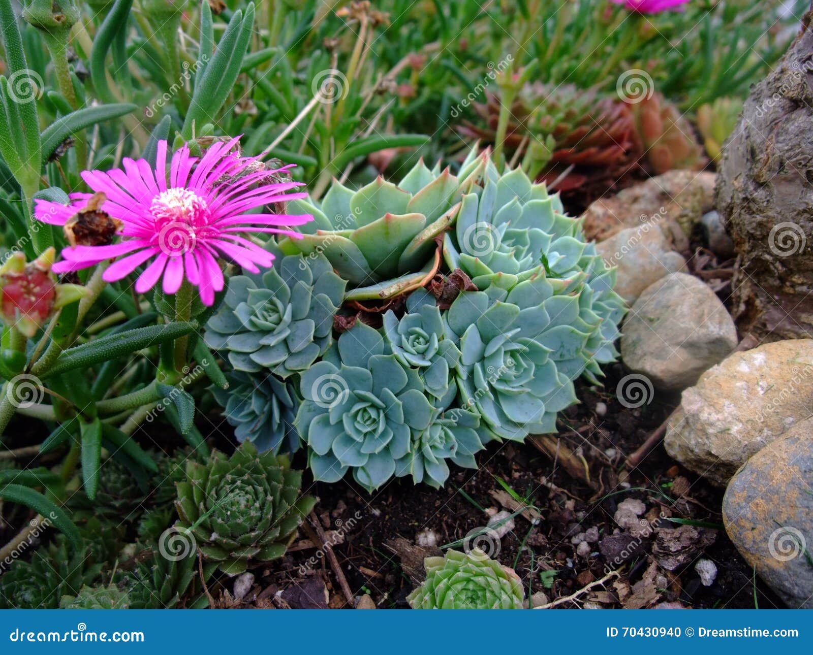 Echeverias stock photo. Image of echeverias, echrverias - 70430940