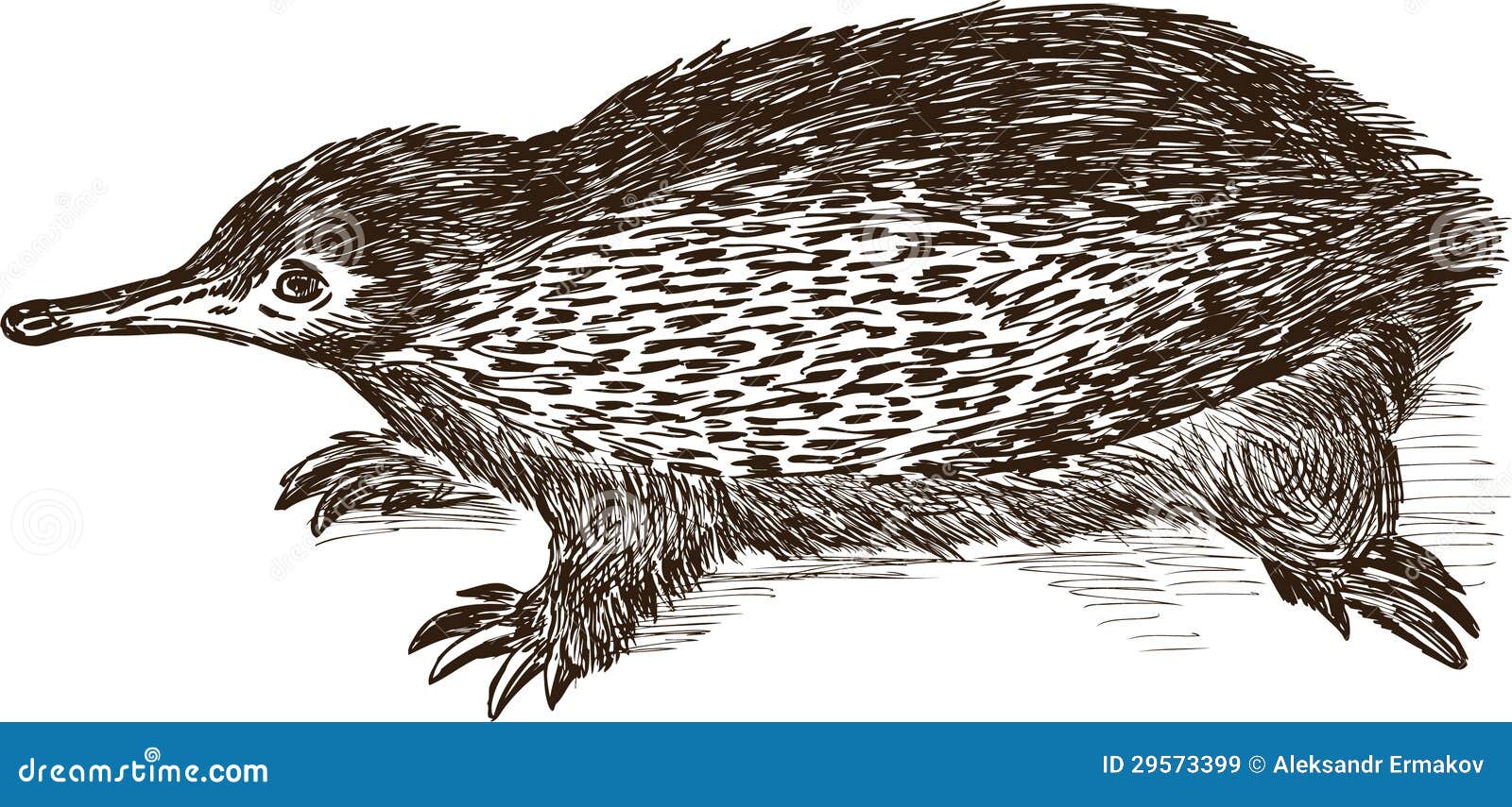 Echidna stock vector. Illustration of white, side, sketch - 29573399