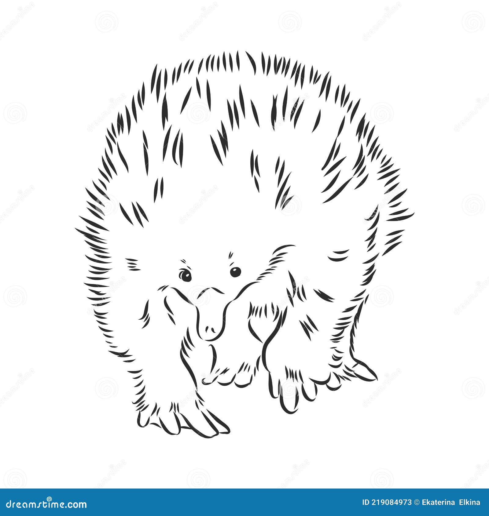 Echidna, Australian Animal Linear Hand Drawn Illustration. Vector Stock ...