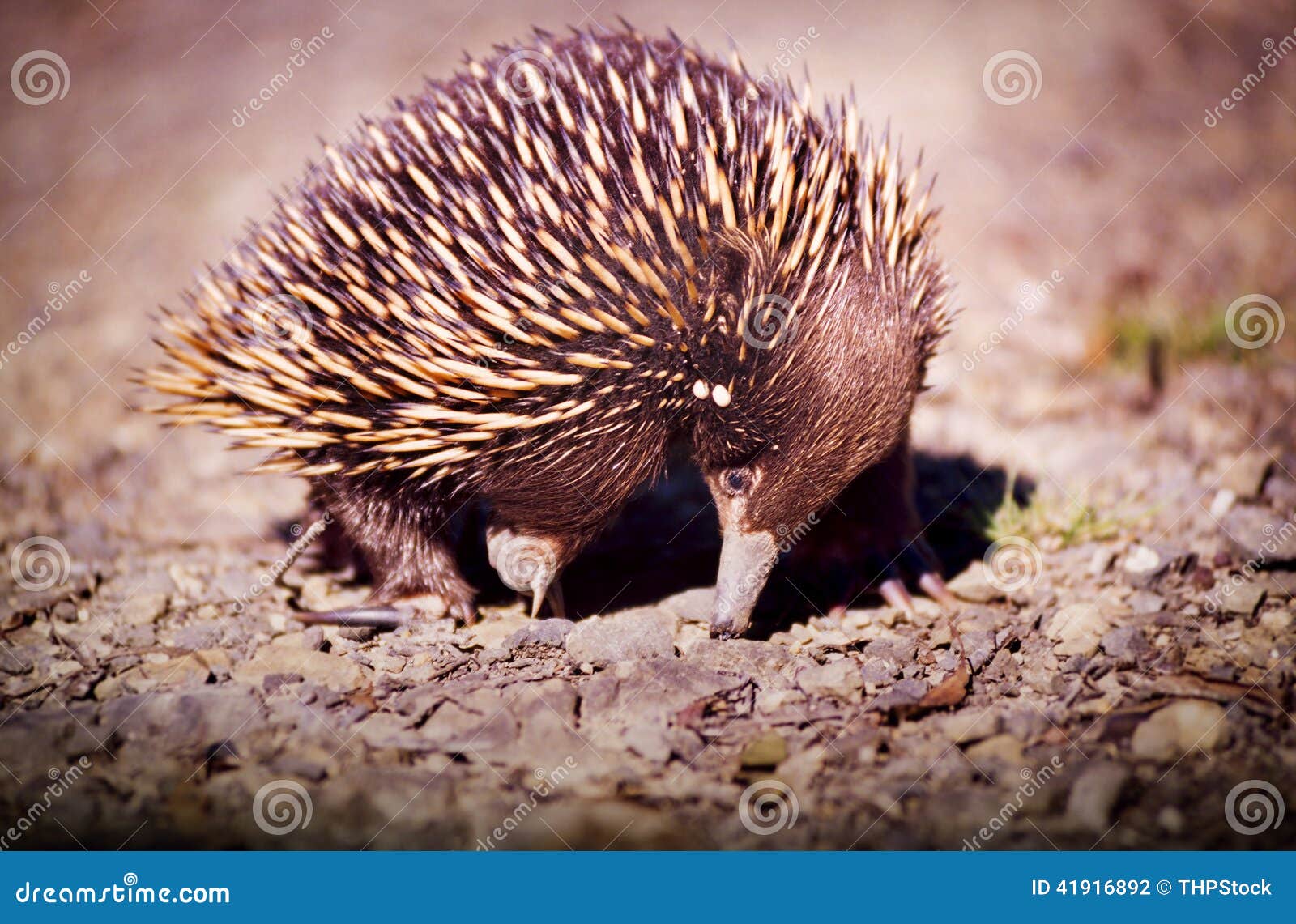 Echidna stock photo. Image of mammal, outback, spiny - 41916892