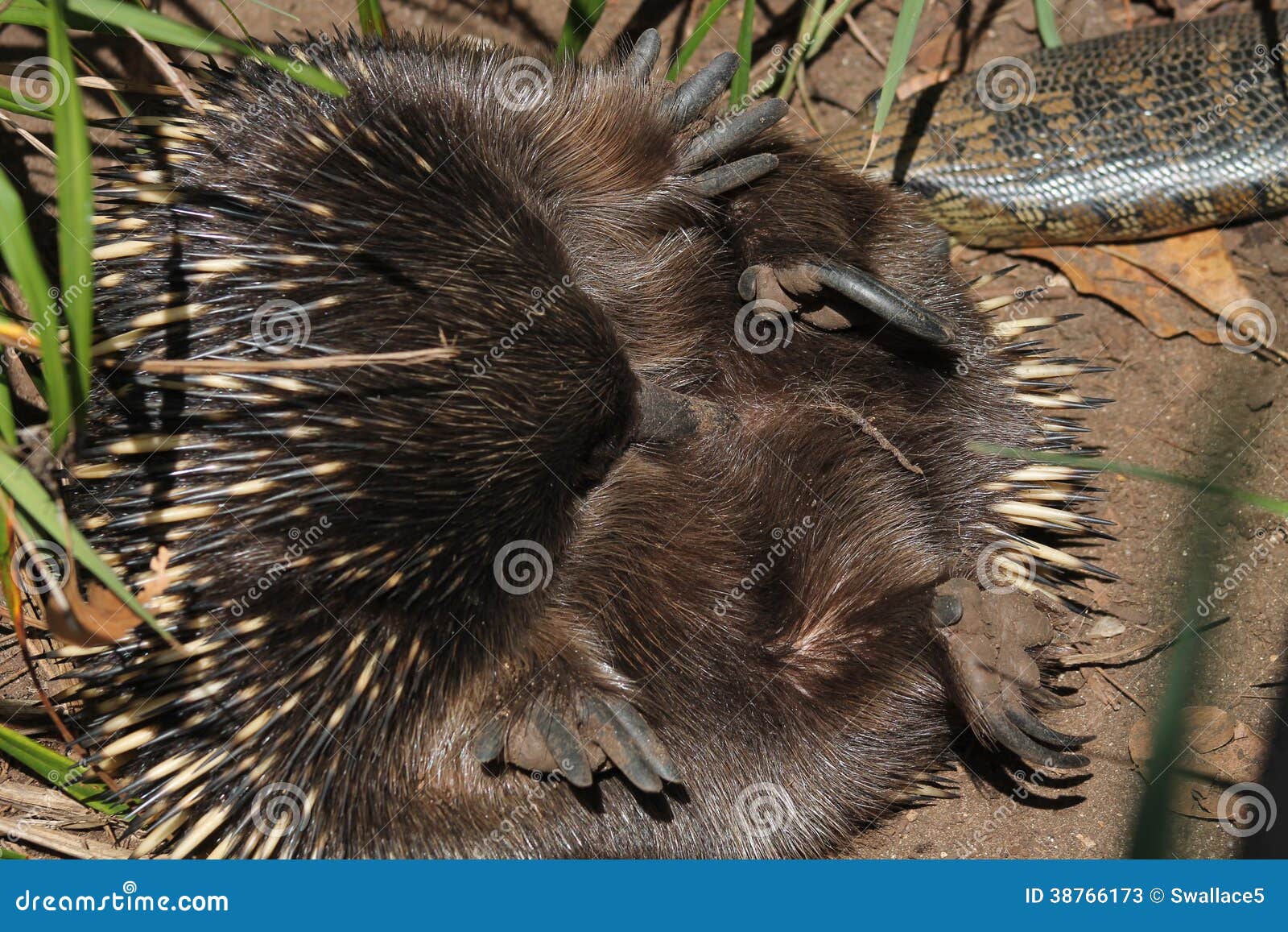 Echidna stock image. Image of claws, nose, animal, echidna - 38766173