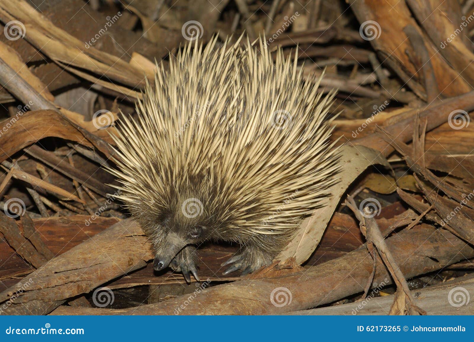 Echidna stock image. Image of echidna, wildlife, nature - 62173265