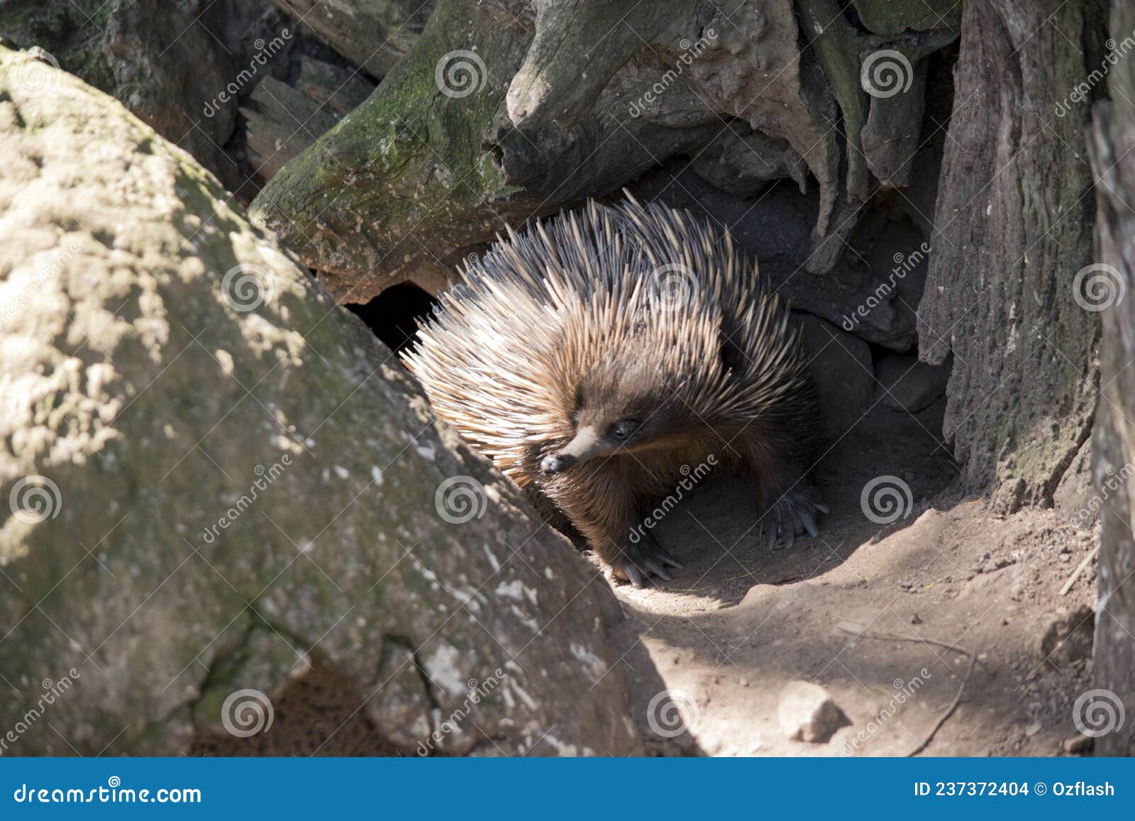The Echidna Is Covered In Sharp Spines And Rolls Into A Ball To Protect Itself From Preditors