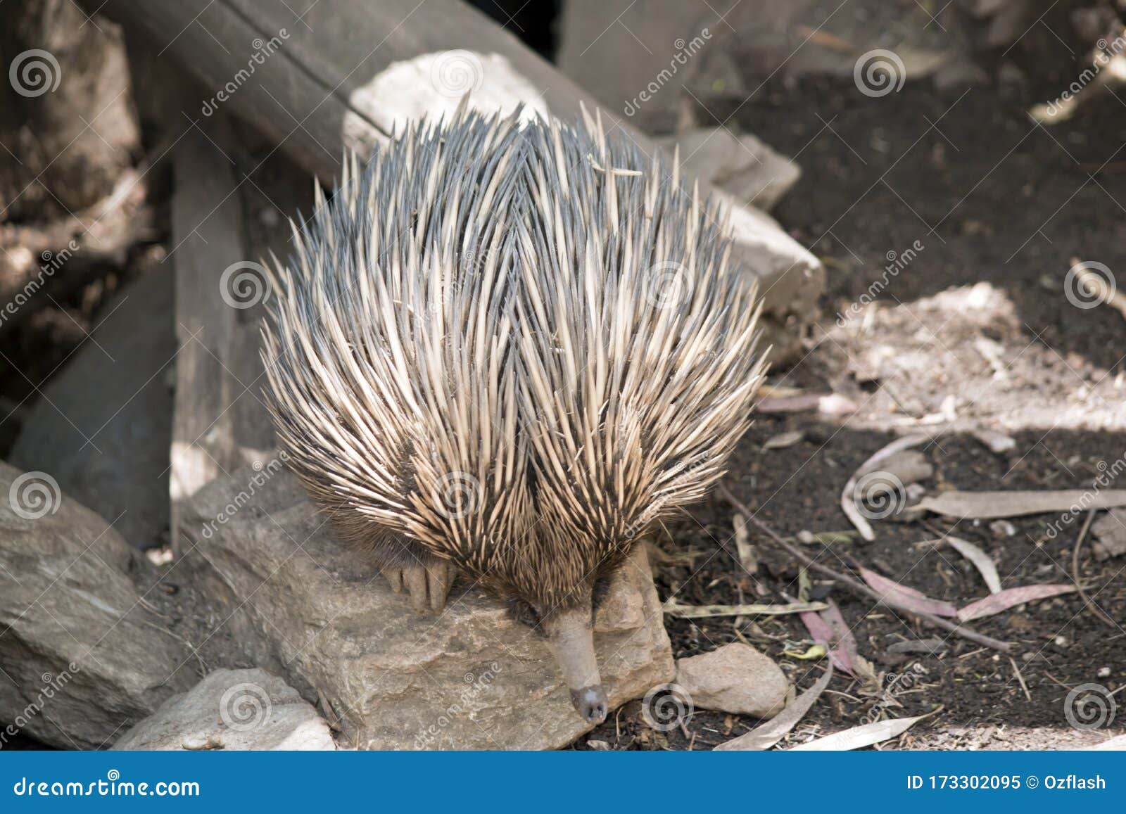 The Echidna is Digging Up Ants Stock Image - Image of nose, spikes ...