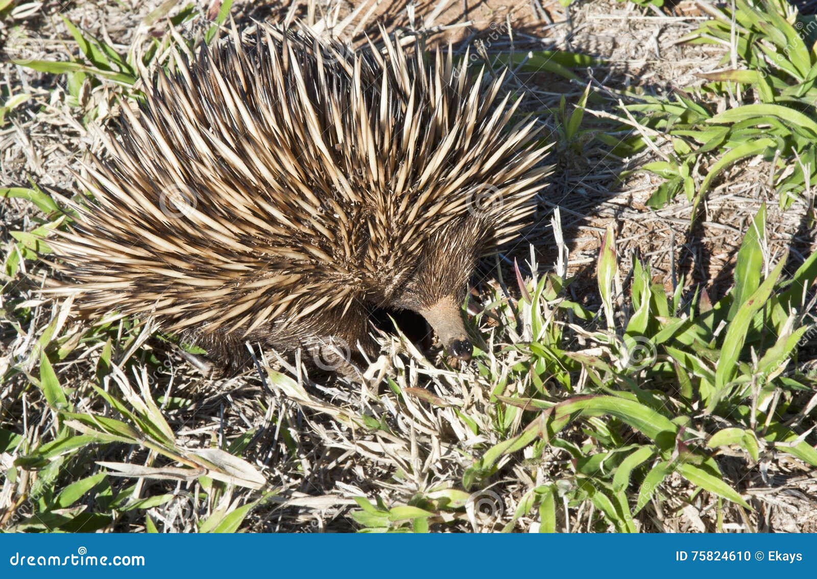 Echidna 2 stock photo. Image of spiky, spines, mammal - 75824610