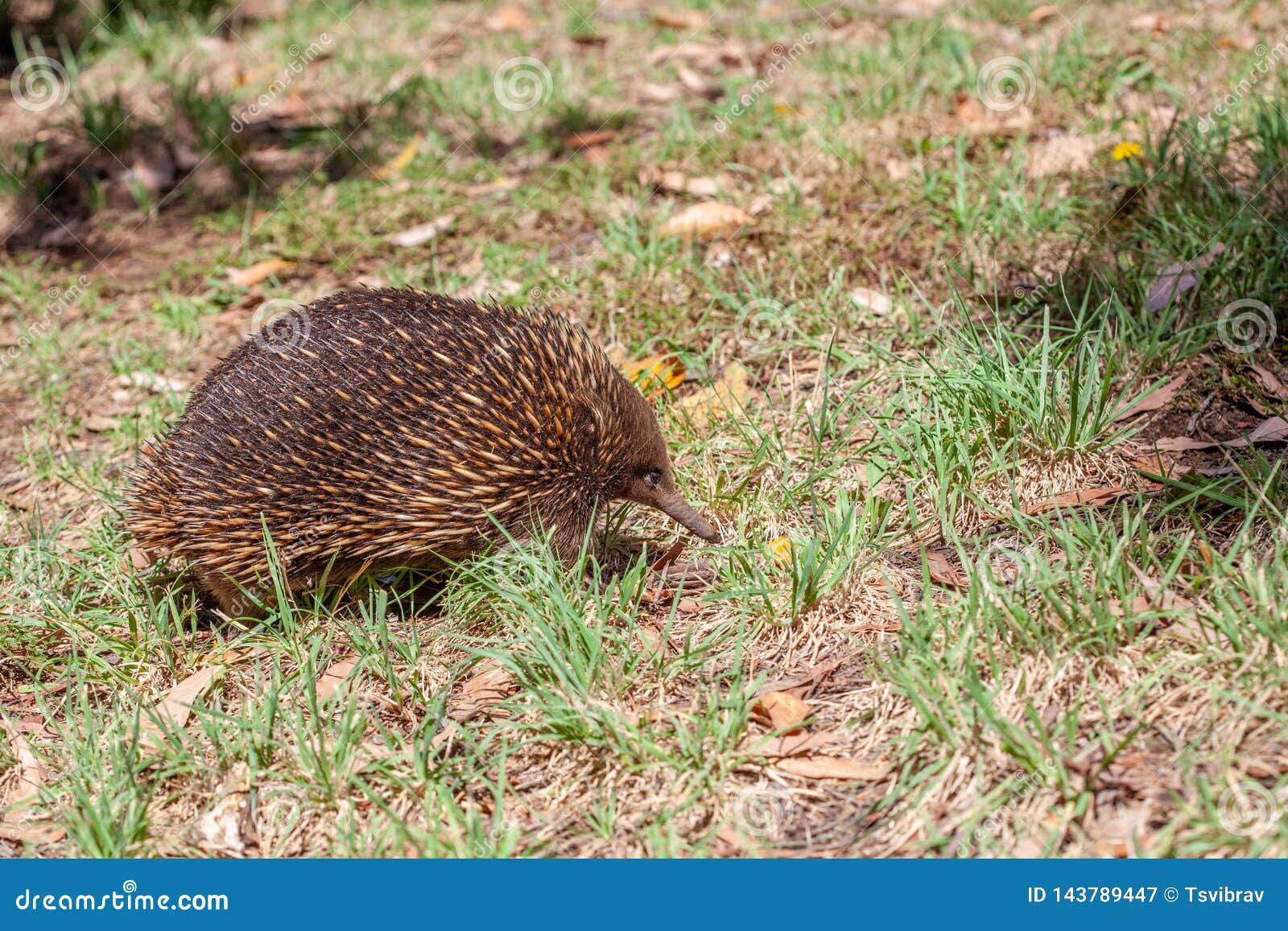 Echidna in Habitat Indigeno Immagine Stock - Immagine di australia ...