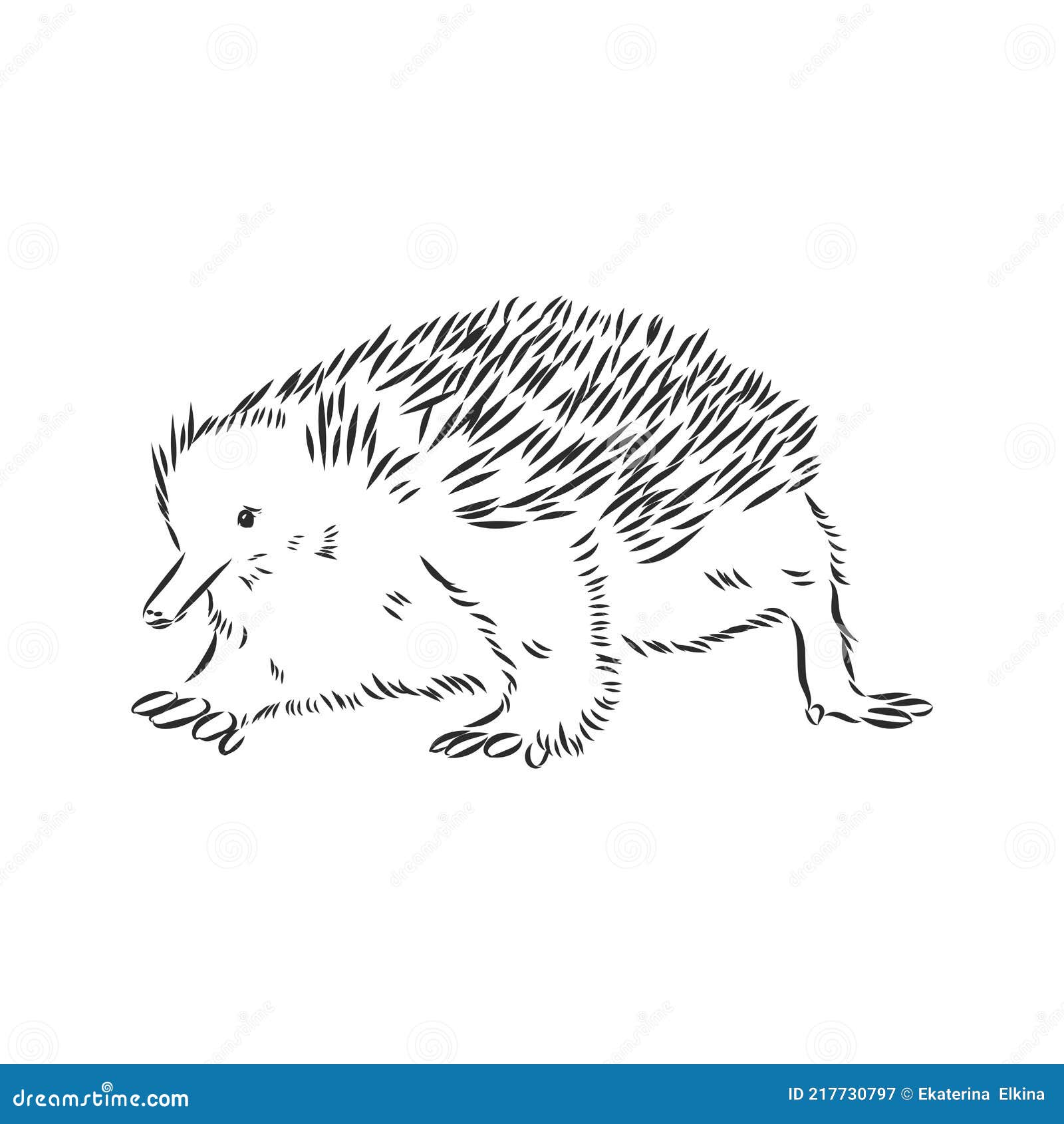 Echidna Illustration, Drawing, Engraving, Ink, Line Art, Vector ...
